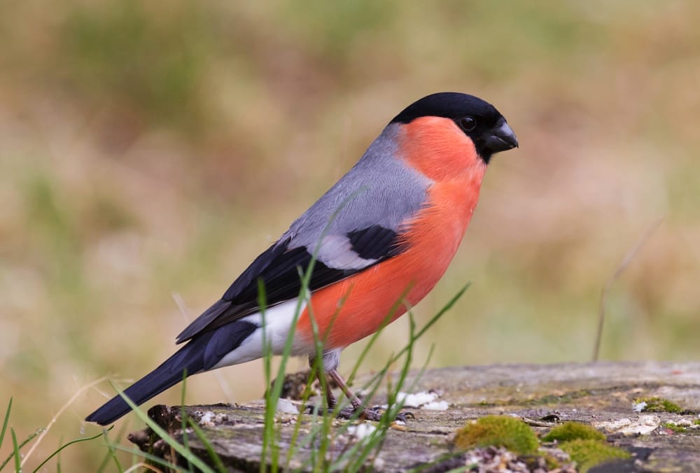 Petition: Ask Nature Officials in England to Stop Granting Licenses to ...