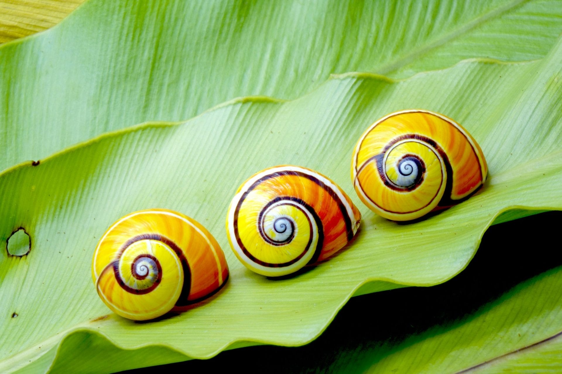 Colorful Snails