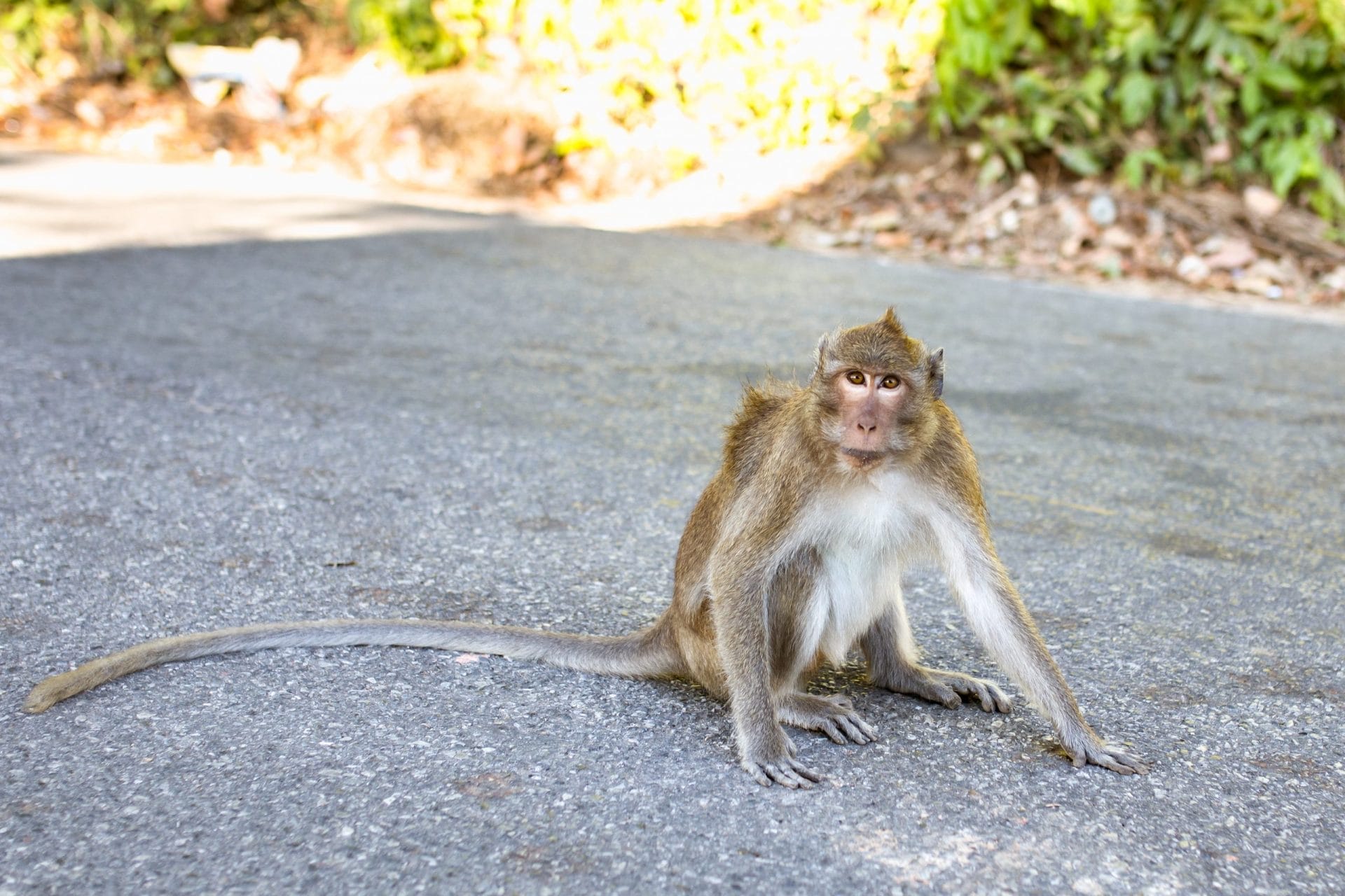 Primates Imported to the UK for Lab Testing Tripled Over the Past Year ...