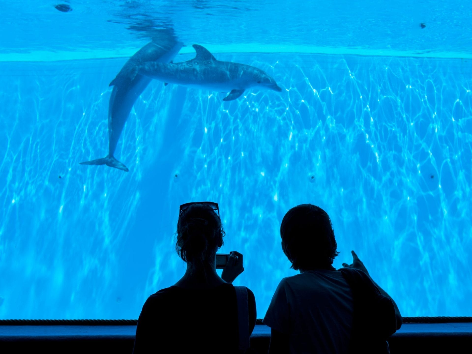 Sad Footage of Captive Dolphins Trapped inside a Tiny Tank Mesmerized ...