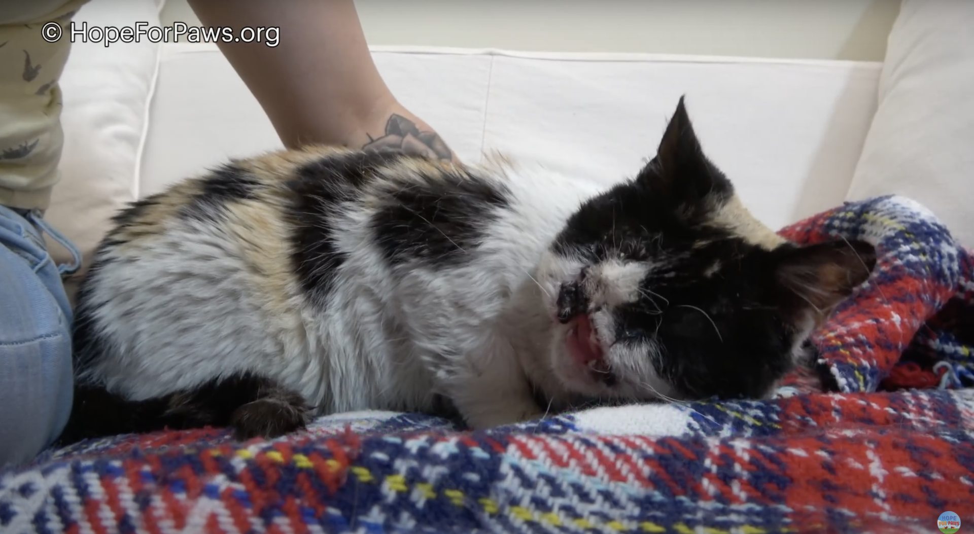 Poor Stray Cat Named Angel Face is Missing Half Her Face and Needs Our ...
