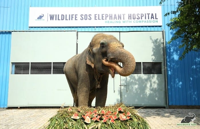 Elephant In Tiger Skin Marine Hospital