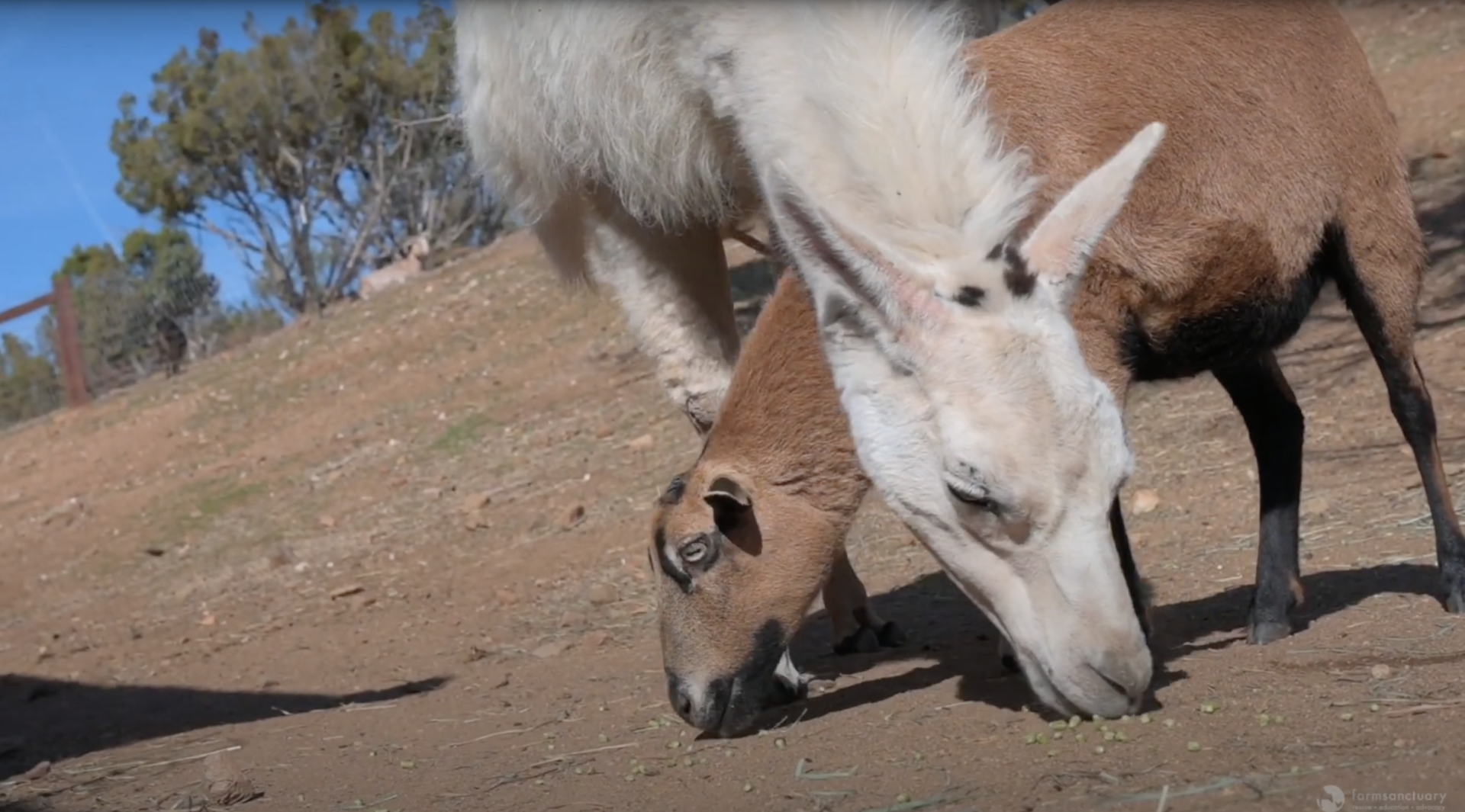 Beautiful Unlikely Friendship Between Felicity the Sheep and Yoda the ...