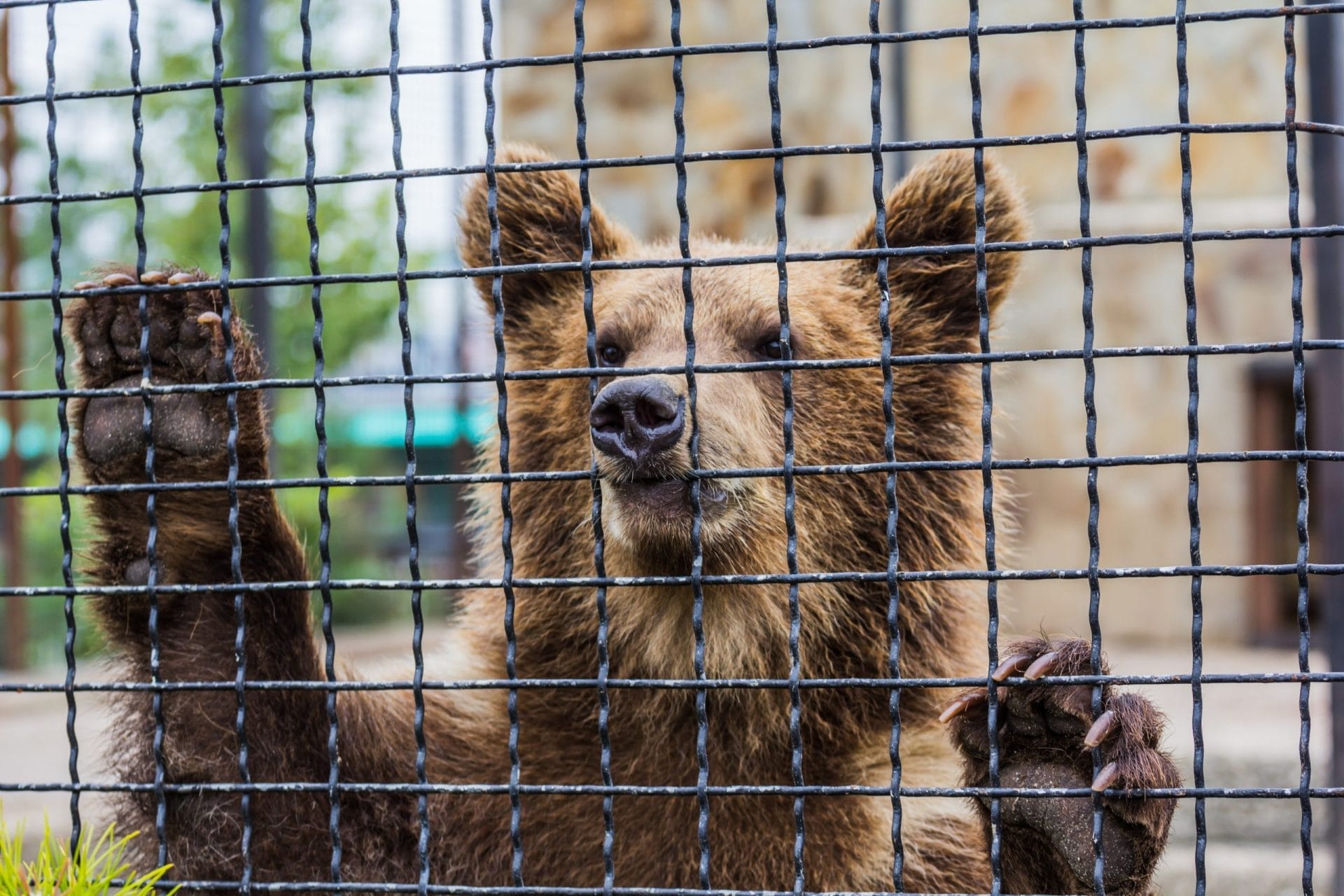 Petition: Send Hungry, Neglected Bear in Desperate Need of Medical ...