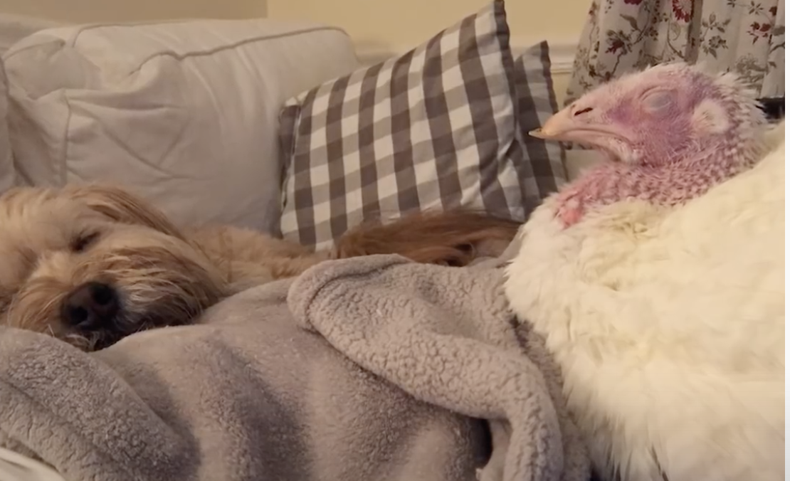 Blossom the Turkey Loves Hanging Out with Her Dog Best Friend Rather ...