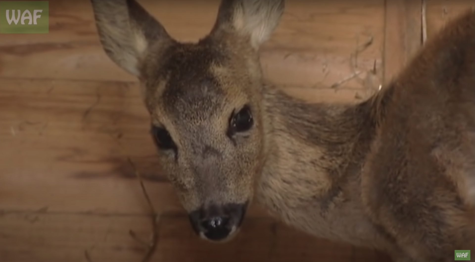 Fawn Hit By Car Rescued, Treated and Released [Video] – One Green Planet