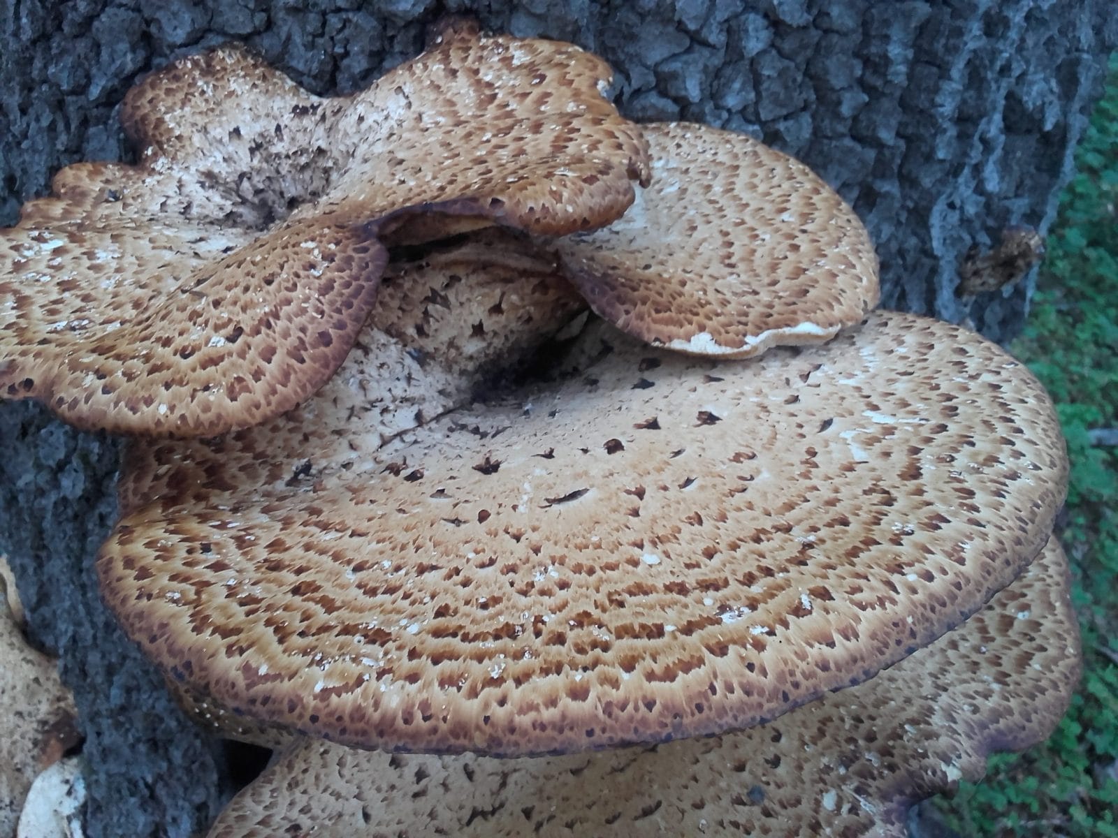 Foraging for Dinner: All About The Pheasant Back Mushroom – One Green ...