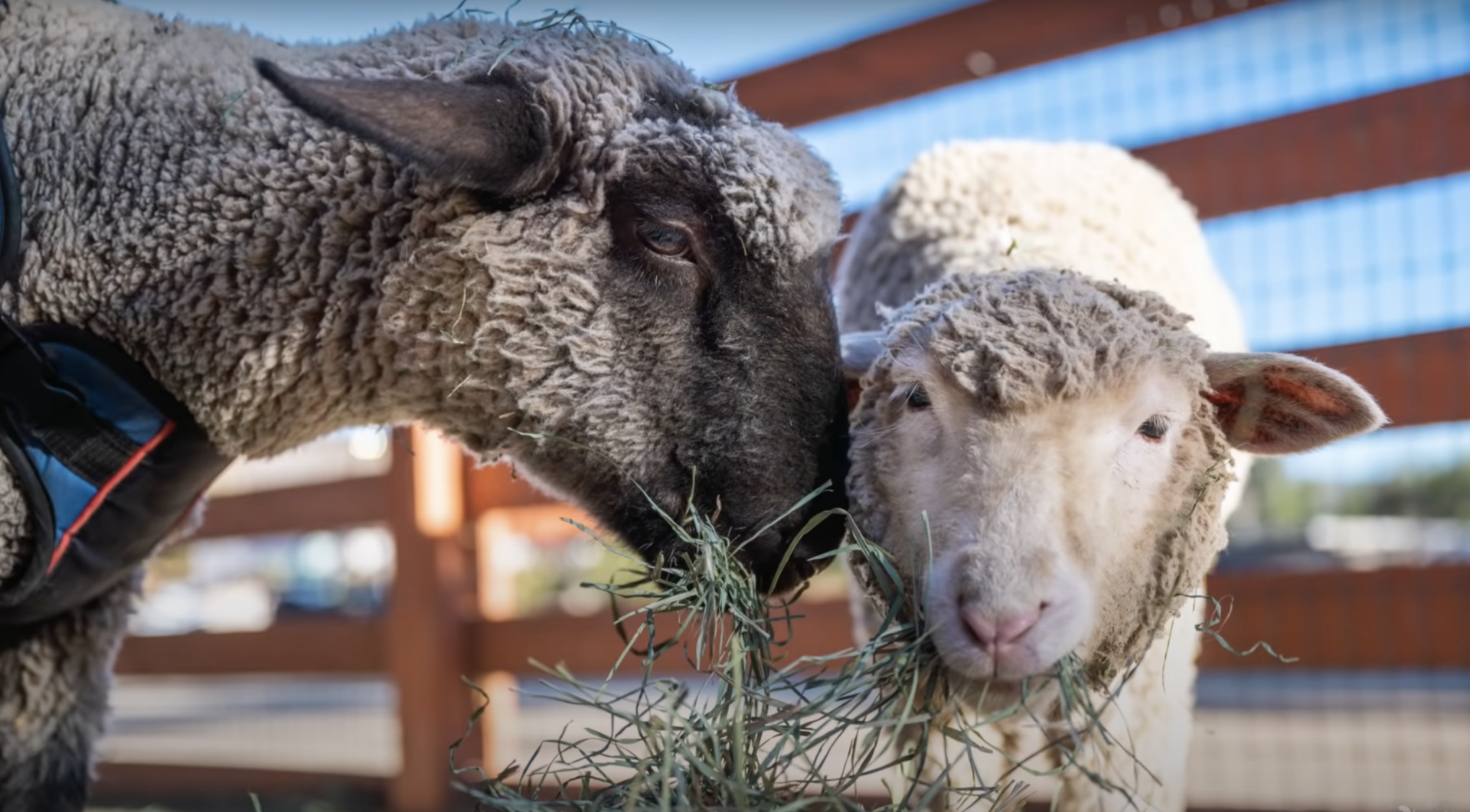 Sheep Who Were Spared From Slaughter Due to Health Issues Become Best ...