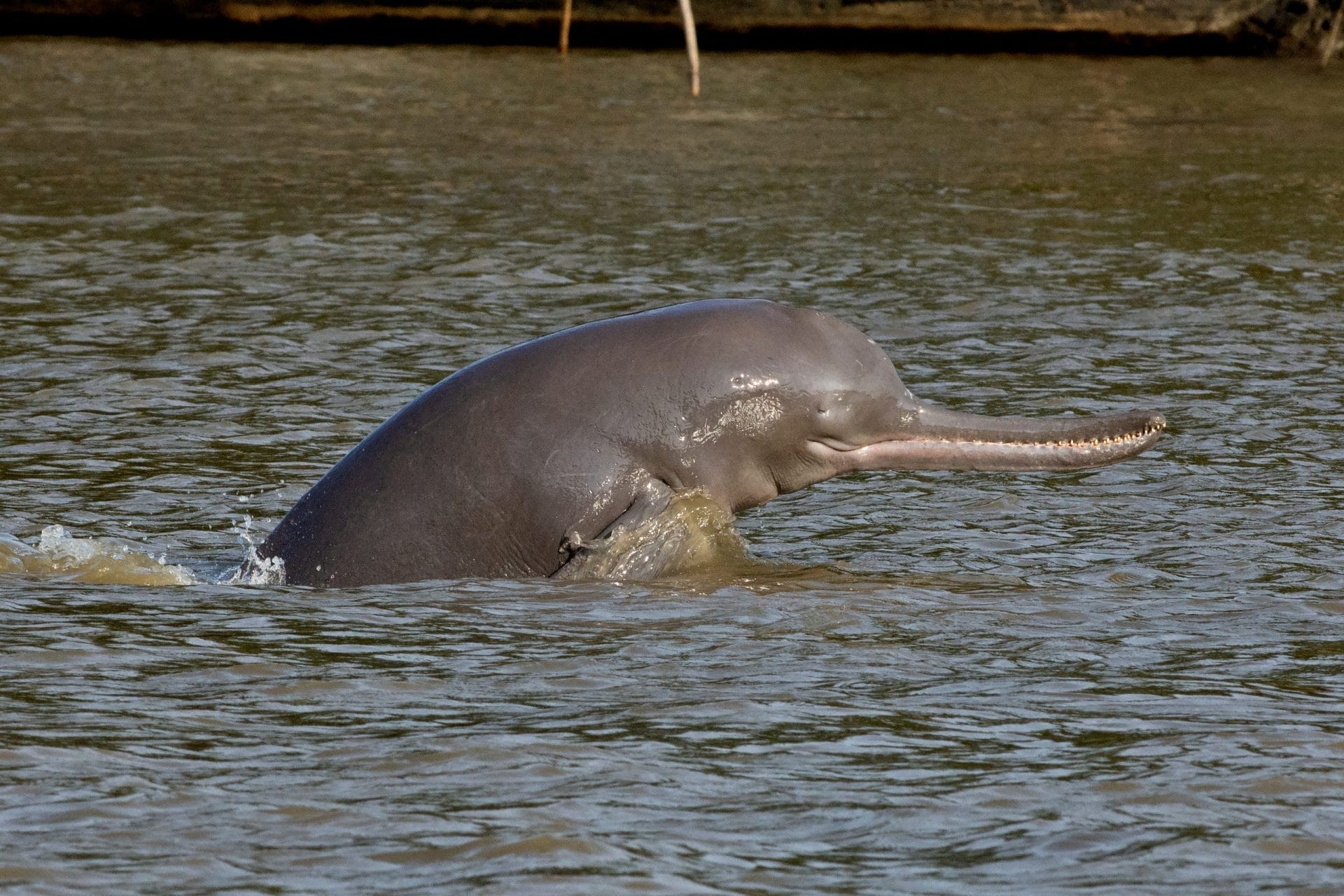 Ganges River Dolphin Extinct