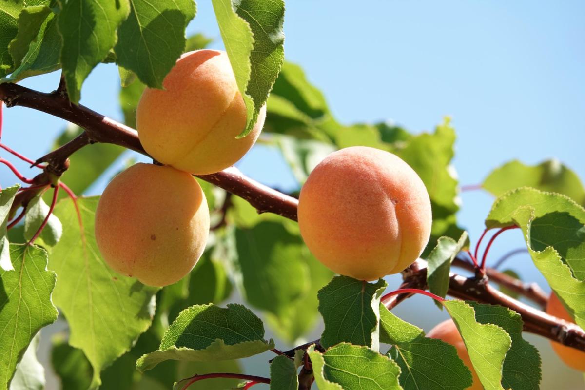 10 Endangered Fruits in the U.S. - One Green Planet