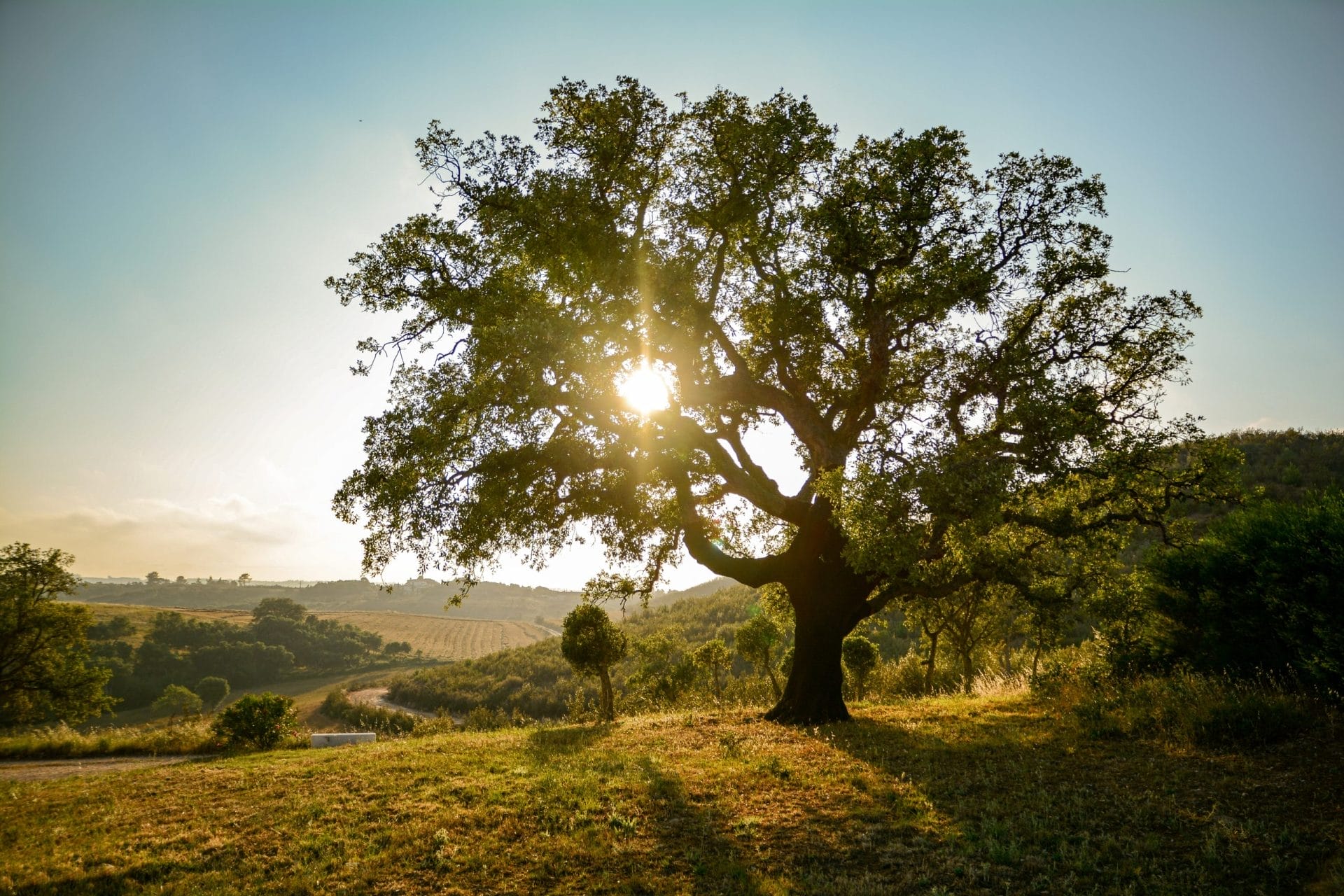 Biophilia: Why Humans Have An Inherent Need to Connect with Nature ...