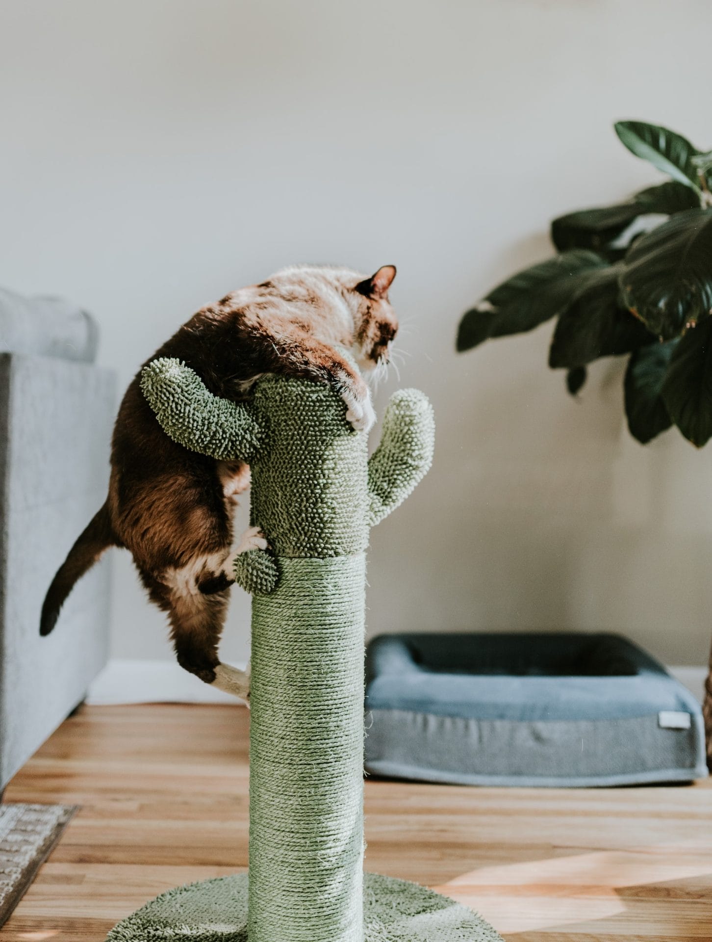 8 Ways to Keep Your Cat From Destroying Everything – One Green Planet