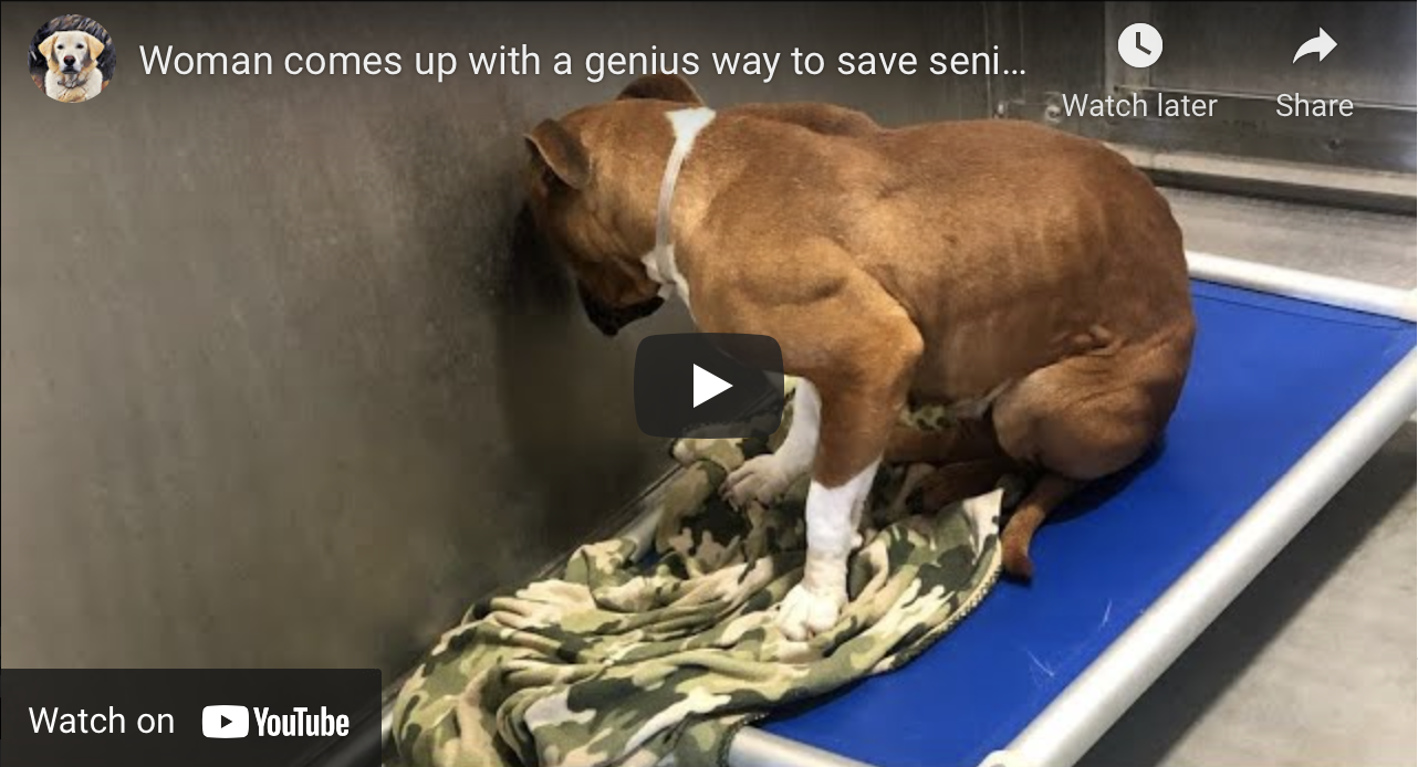 Woman Helps Shelter Dogs With Adorable Photos [Video] – One Green Planet