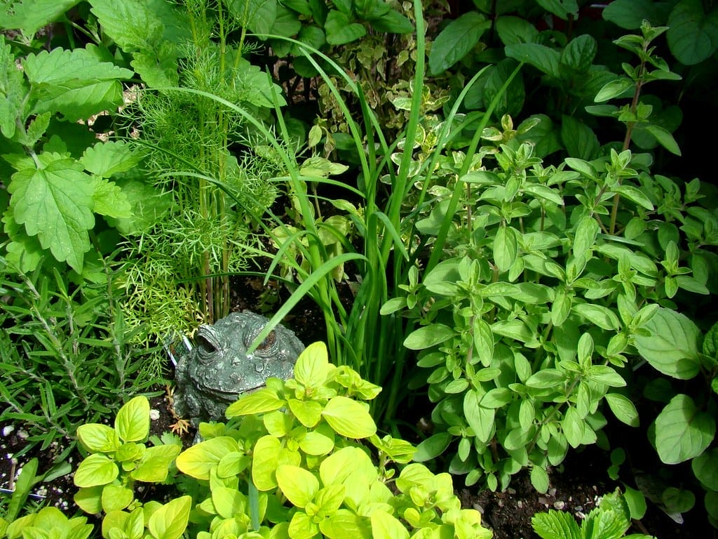 6 Culinary Herbs That Thrive in Winter & Fall Months – One Green Planet