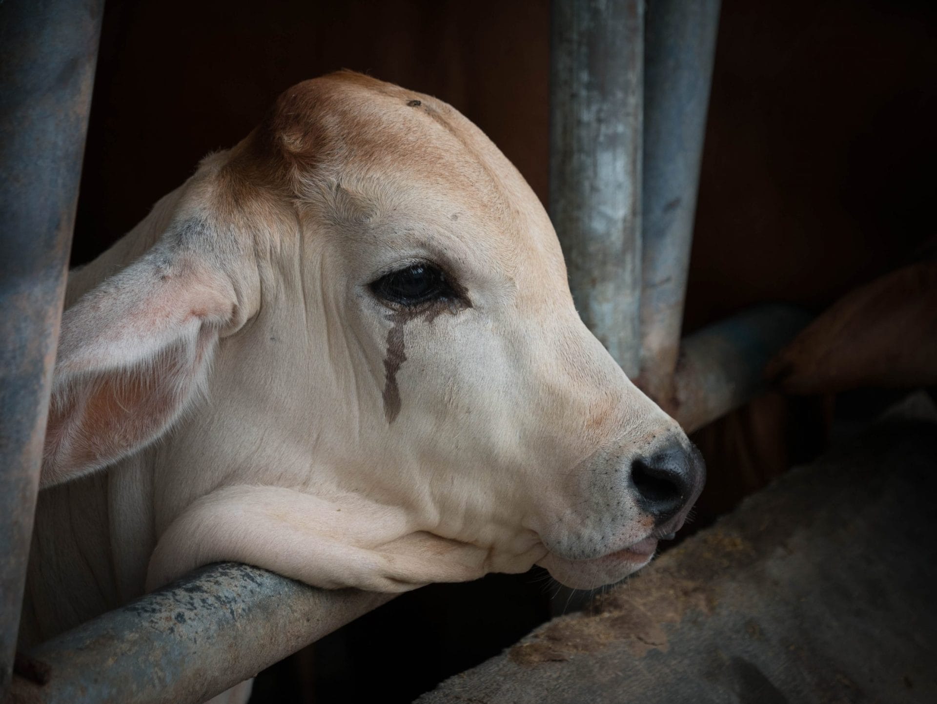 Animal Slaughter