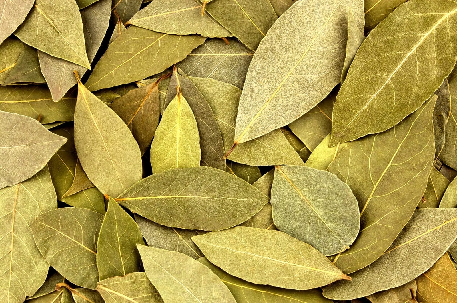 Bay Leaf: How to Grow and Make a Pot of Beans! – One Green Planet