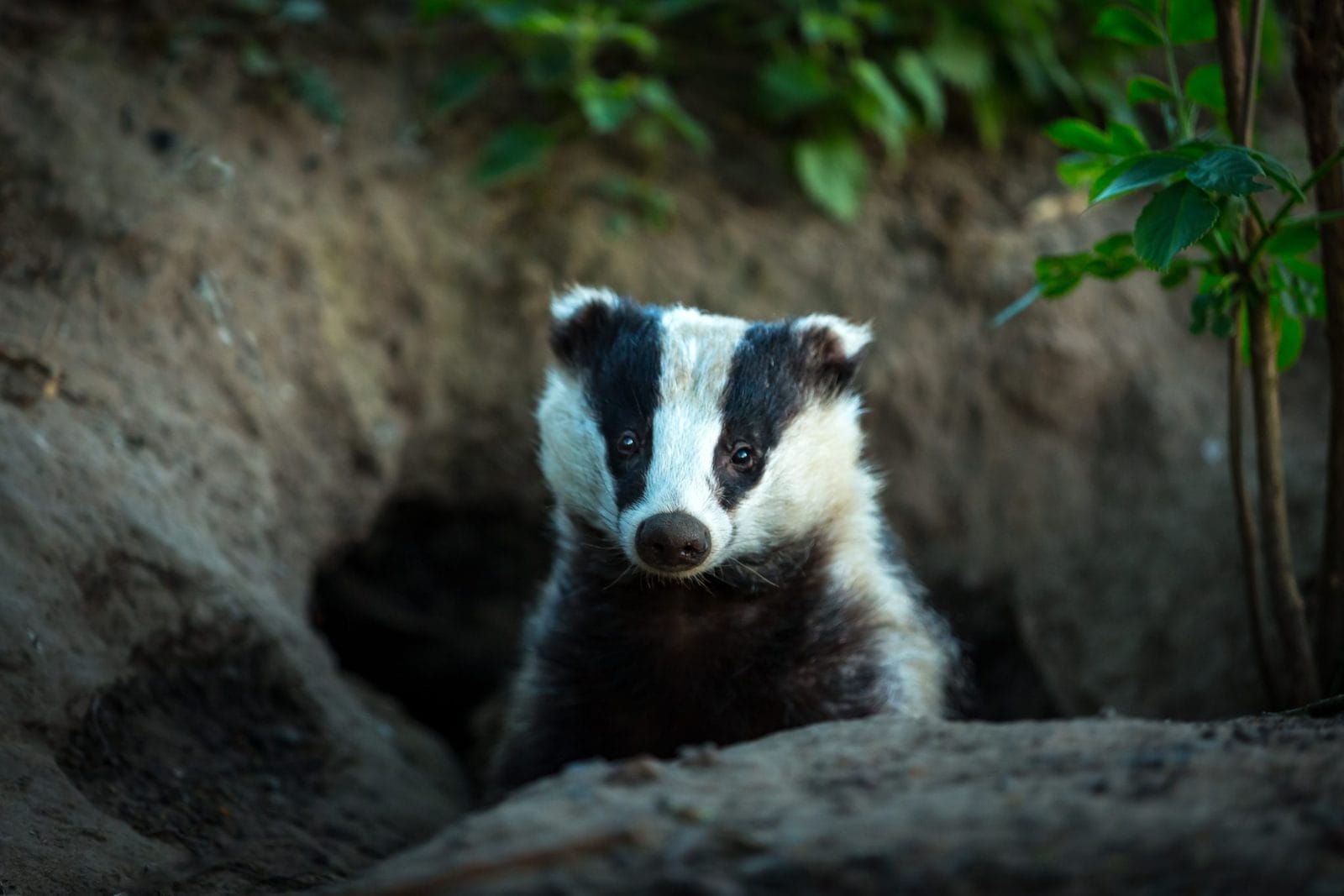 Adorable Badger Scratching An Itch [Video] – One Green Planet