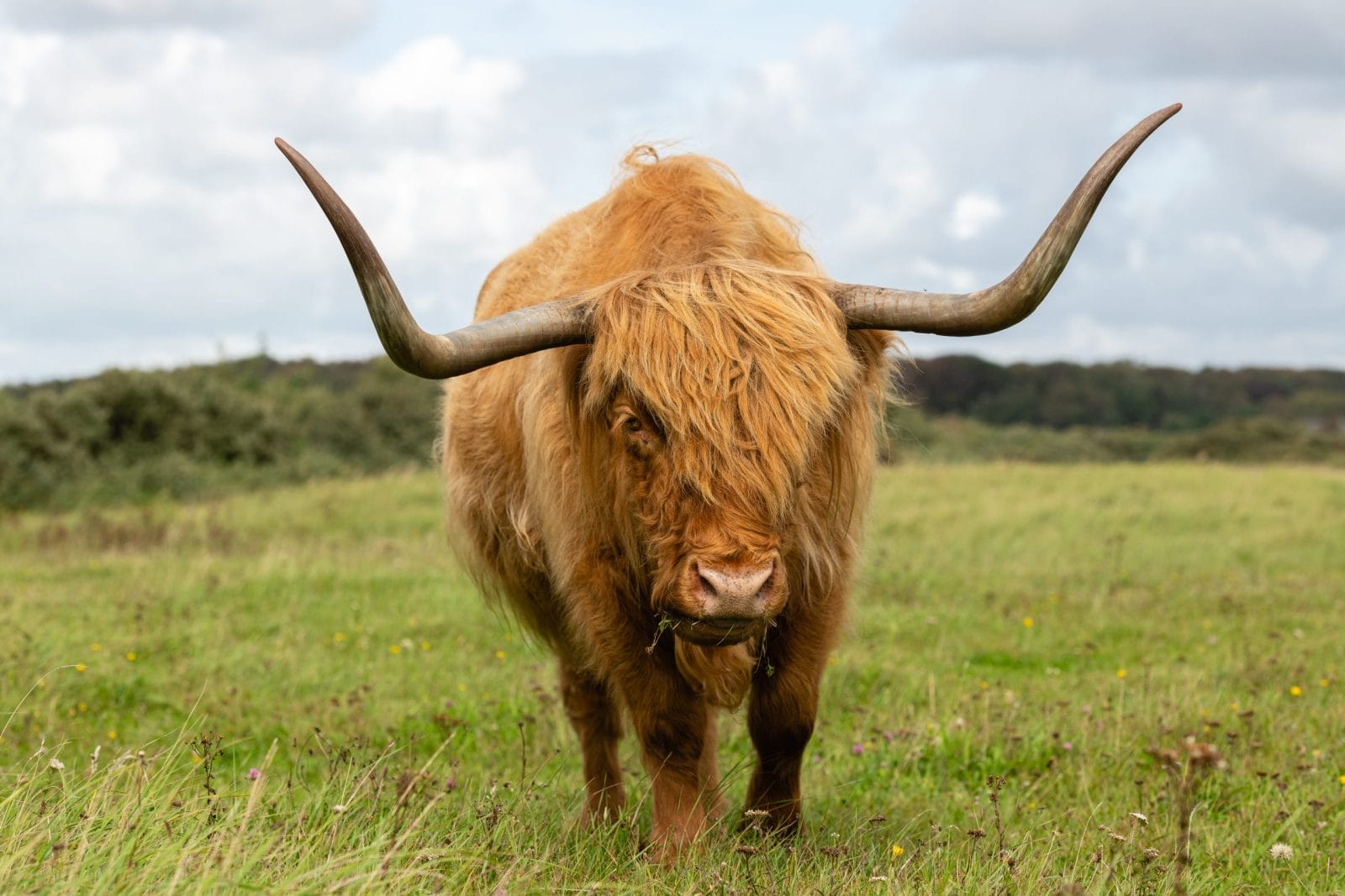 Highland Climate Animals