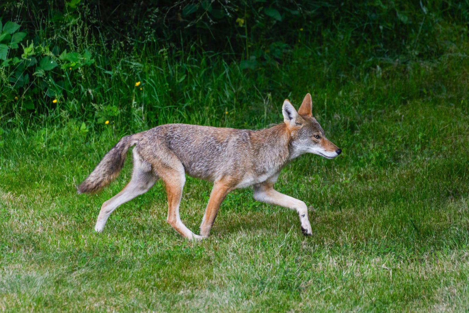 Gray Fox Eating A Burger