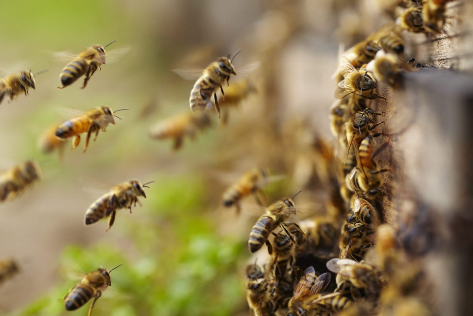 Swarming Bees Could Affect Local Weather, New Study Finds – One Green ...