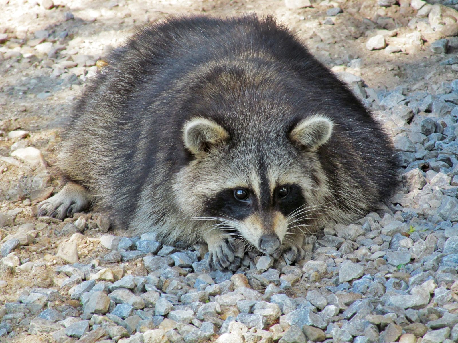 Fat Baby Raccoon Raccoons | Washington Department Of Fish & Wildlife