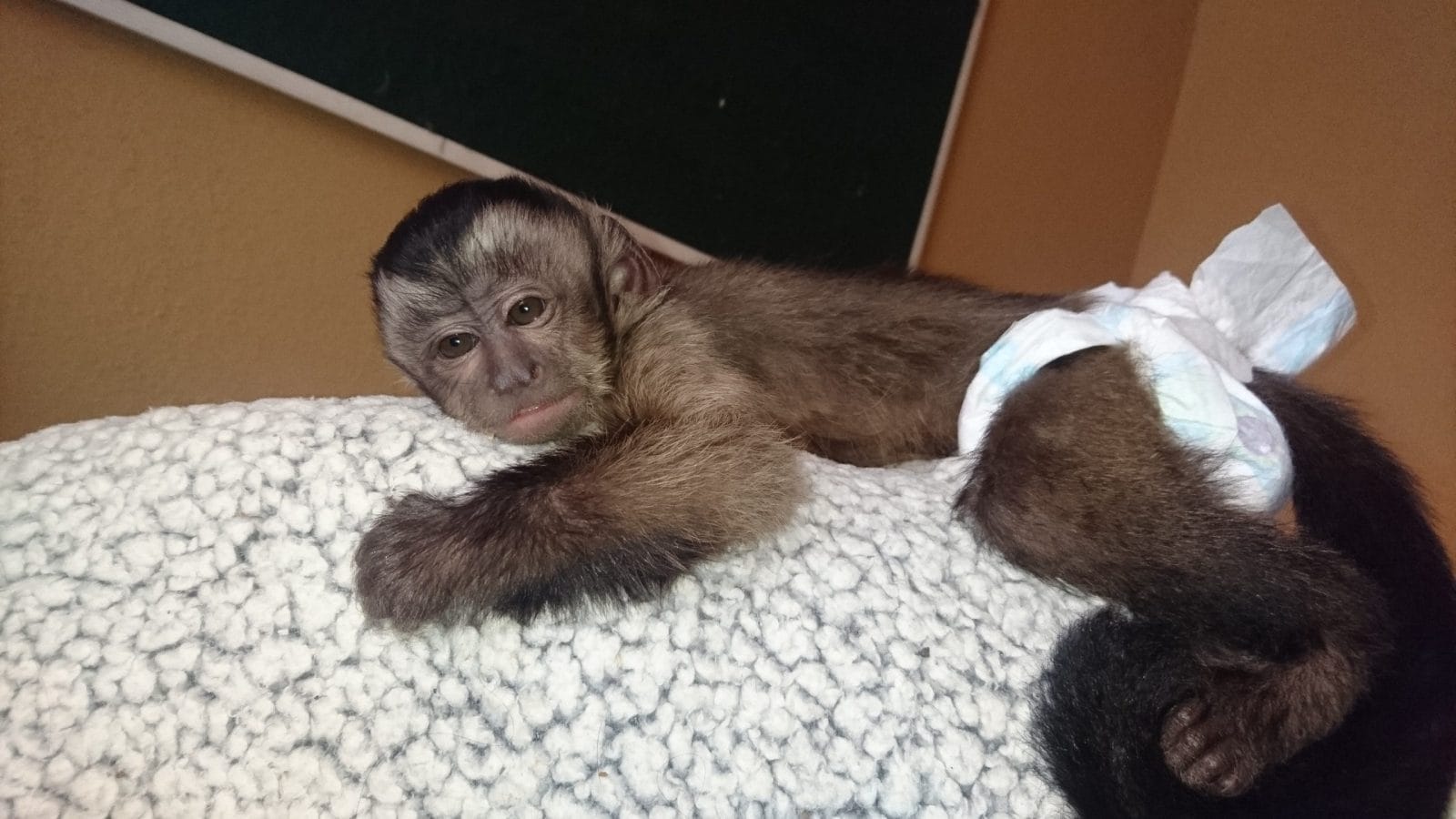 ‘Monkey Whisperer’ Finally Loses USDA Federal Dealer License – One ...