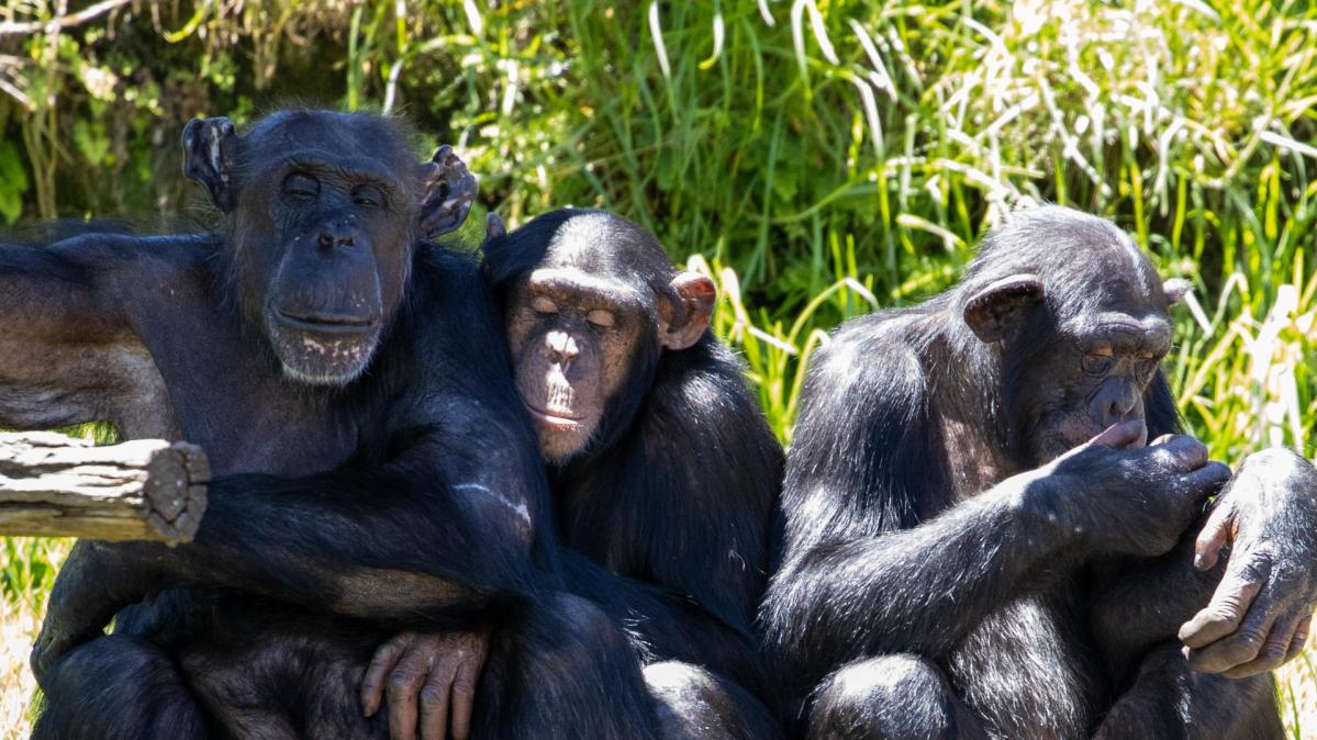 Petition: Help Shut Down Zoo Where Three Chimpanzees Were Murdered ...