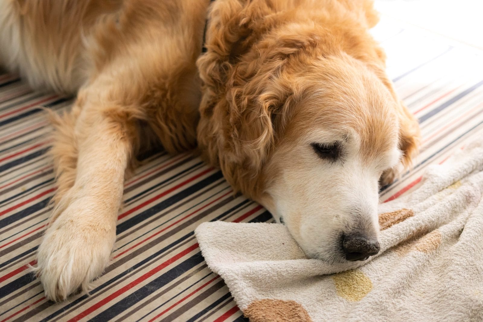 Daily Top News: Beloved Boston Marathon Pup Spencer Dies, Two Goats ...