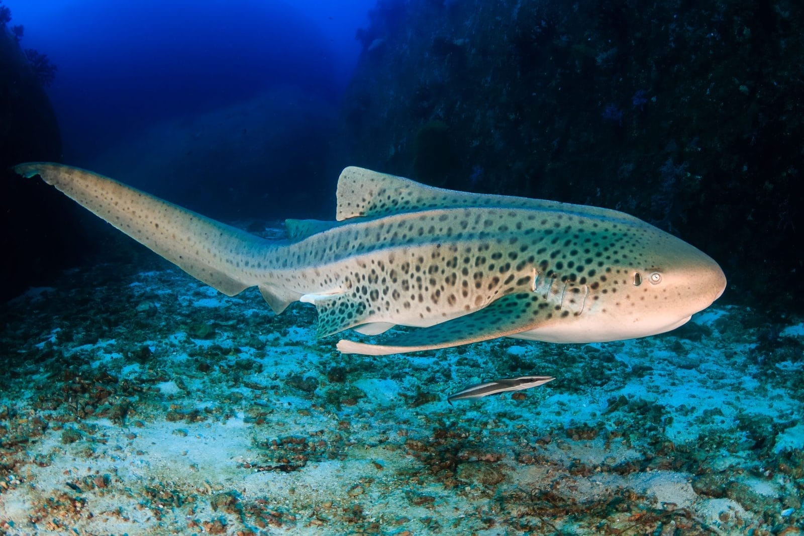 15 Aquariums Team Up to Save Endangered Zebra Sharks from Extinction ...