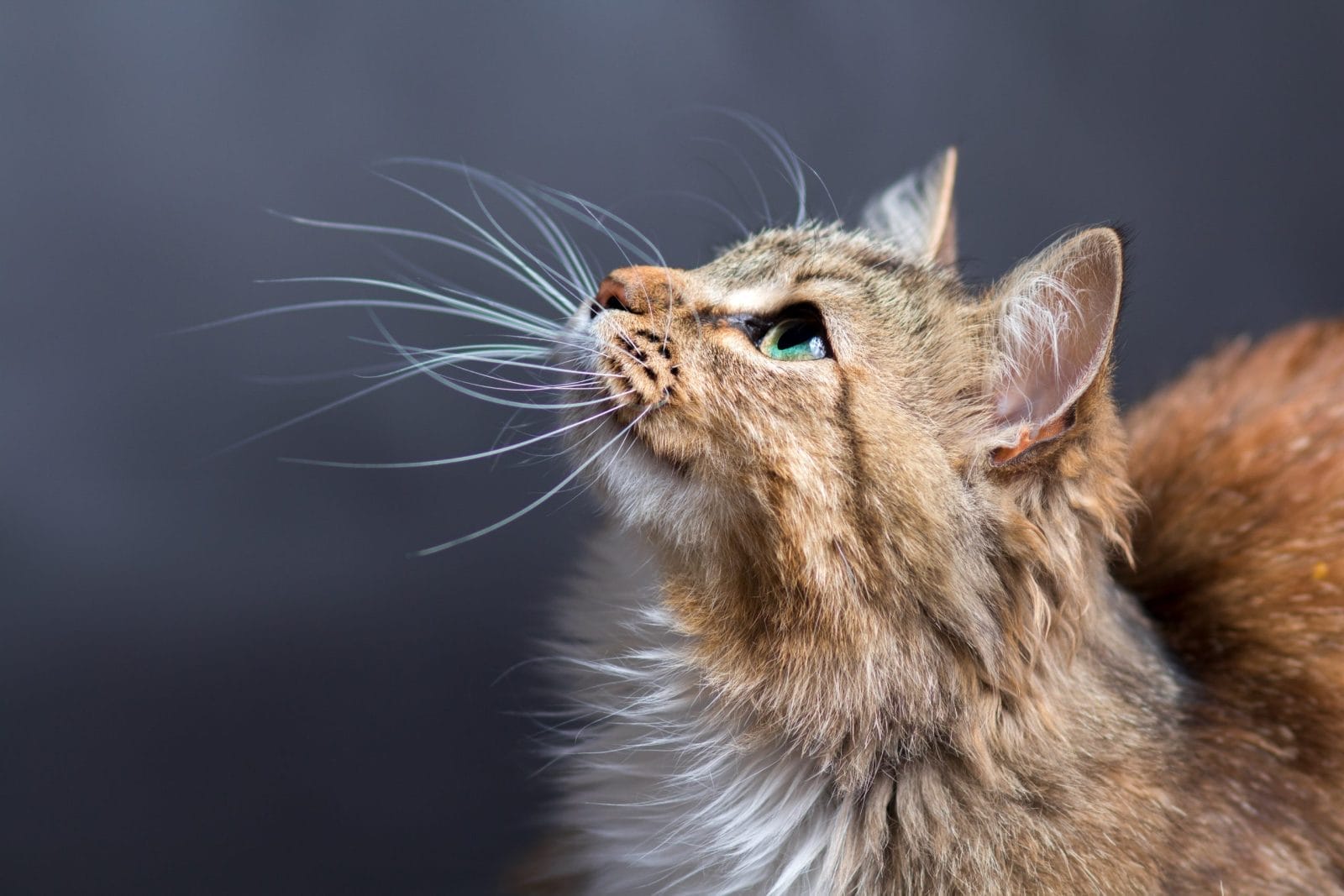 Fluffy Cat Head Faces Of No Kill: Kitten With Serious Head Wound Gets