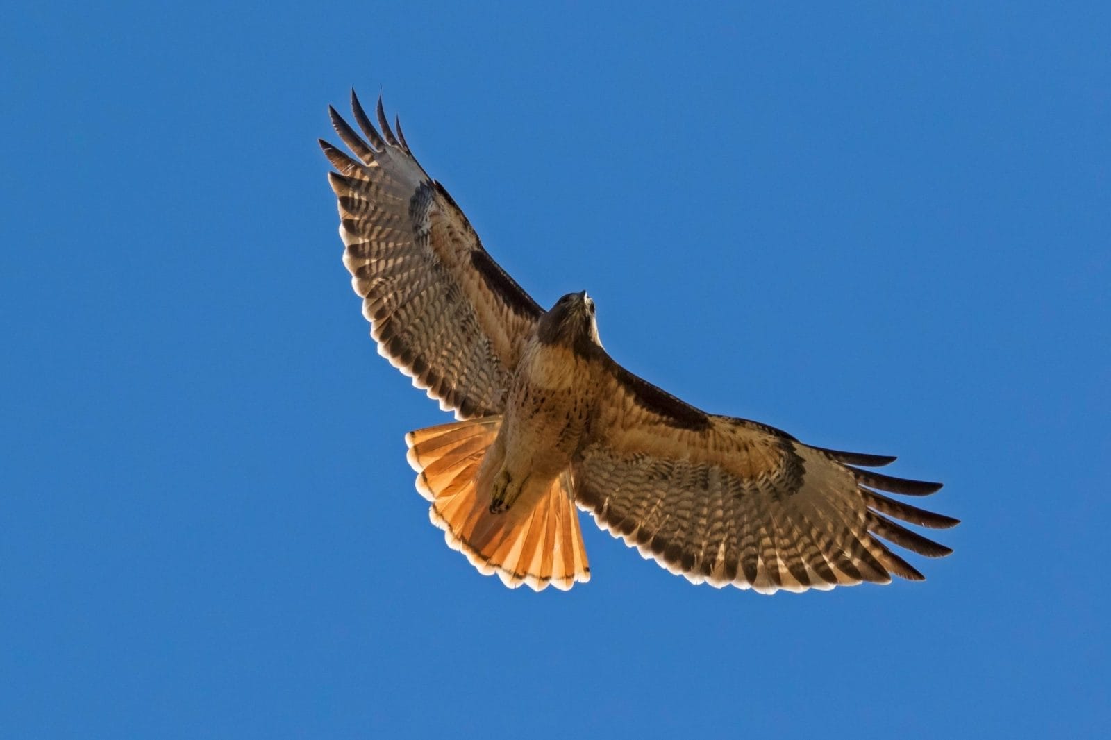 Male Red Tailed Hawk