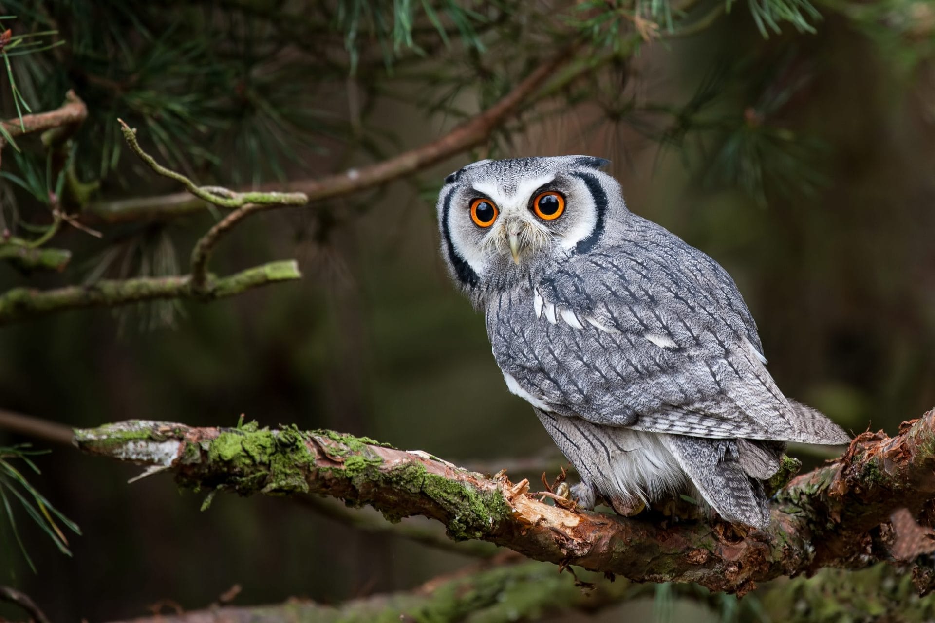Why Owls Are Important for The Ecosystem – One Green Planet