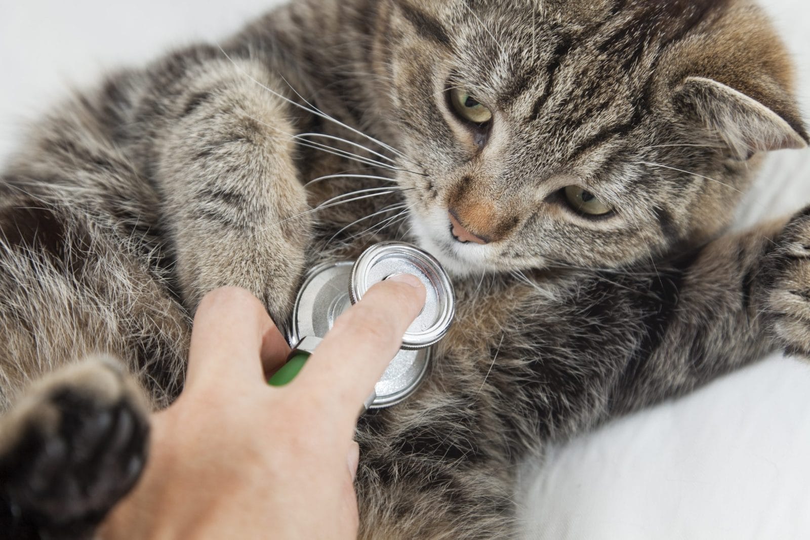 The Heartwarming Recovery of a Severely Burned Rescue Cat – One Green ...