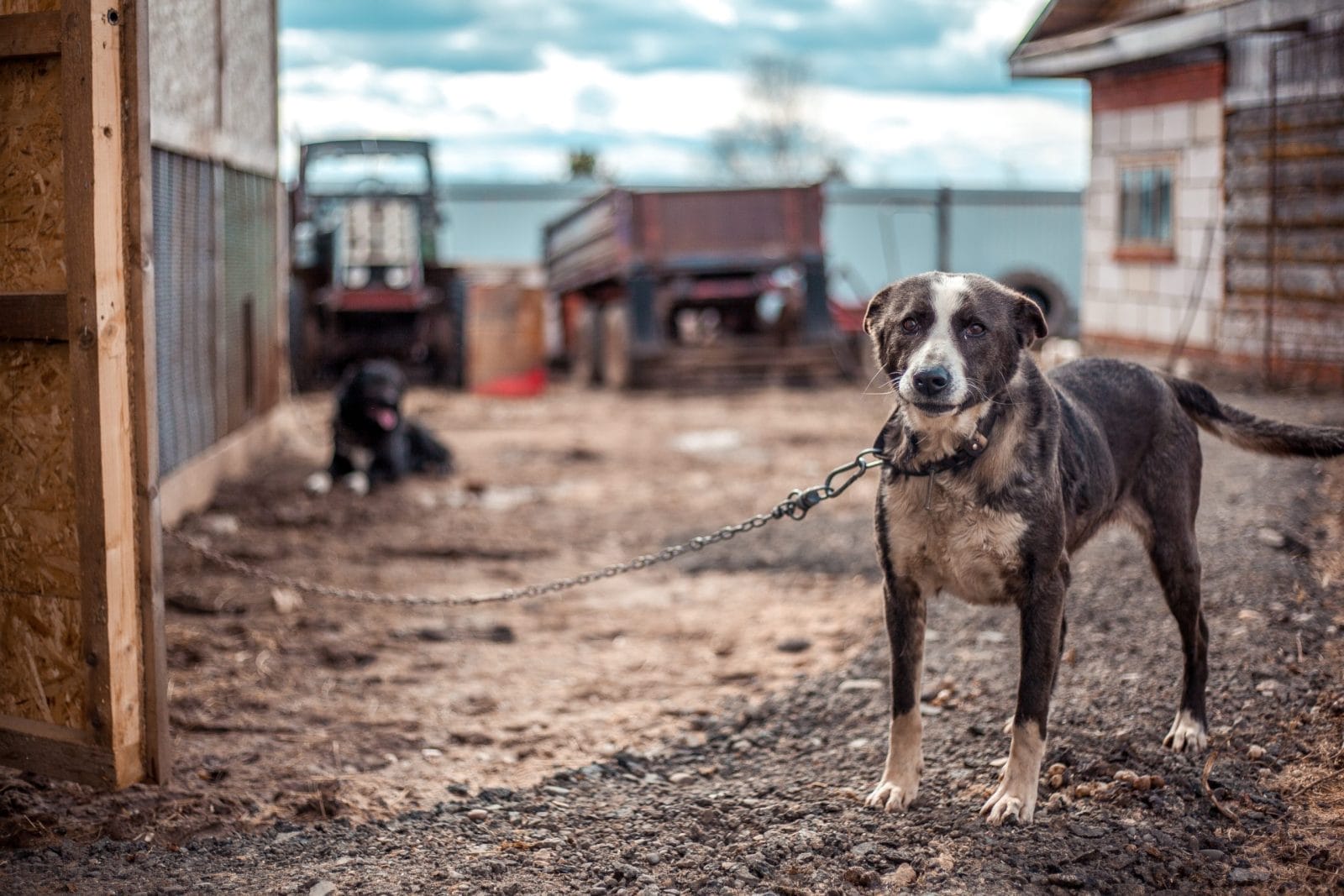 Chained Animals