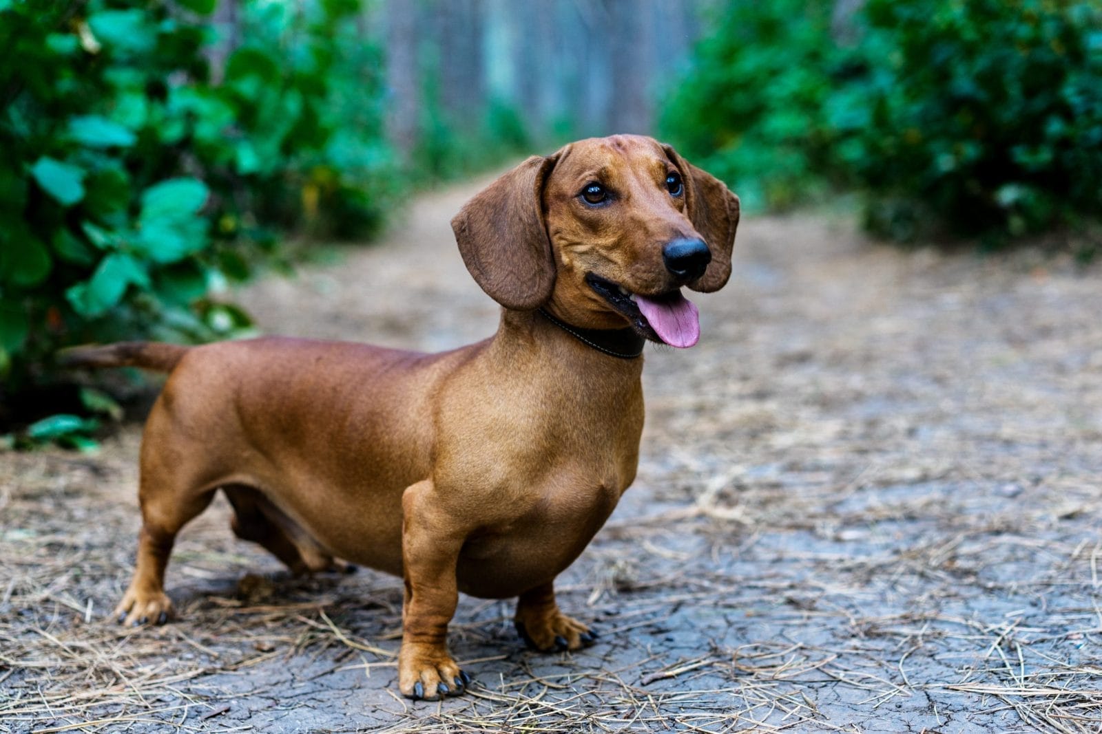 Weiner Dog Deaf