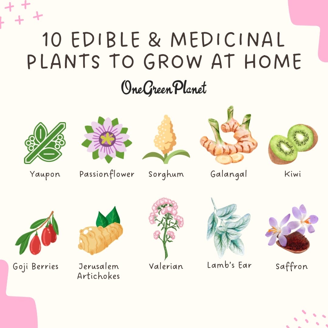 10 Useful Plants Welcome To The (Plant) Family Draw Botanical LLC