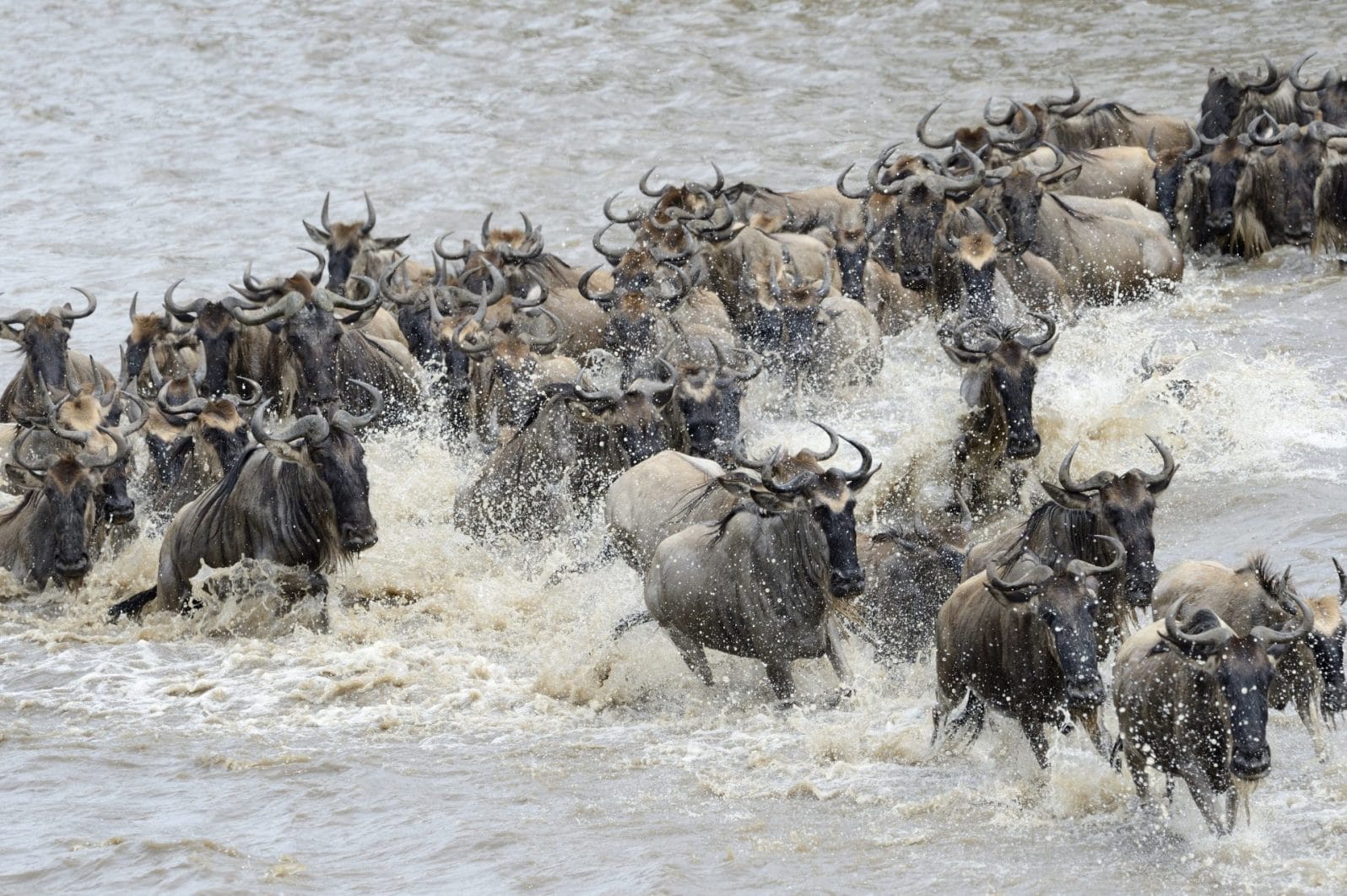 Wildebeest Migration Youtube