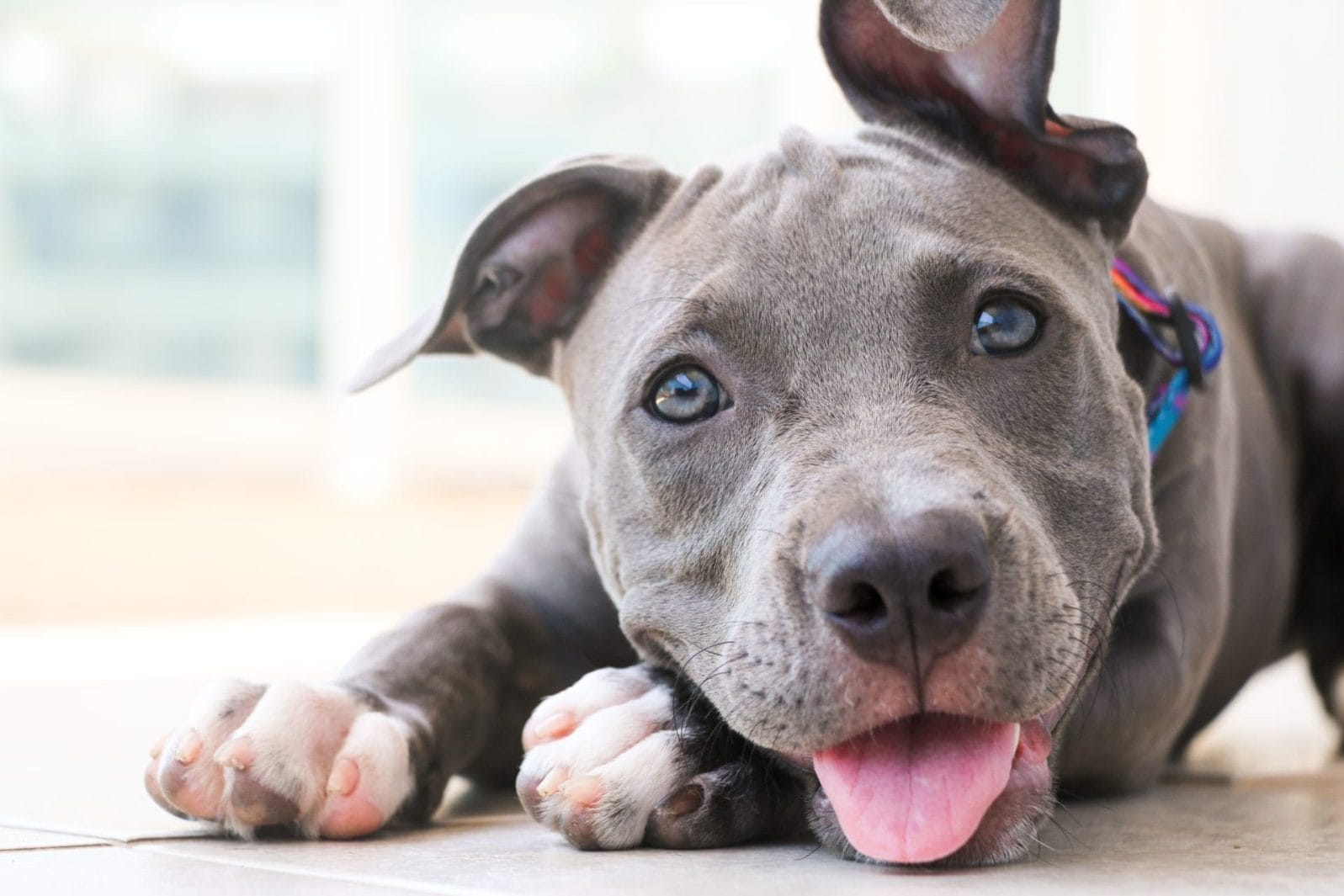 Adorable Pitbull Puppies