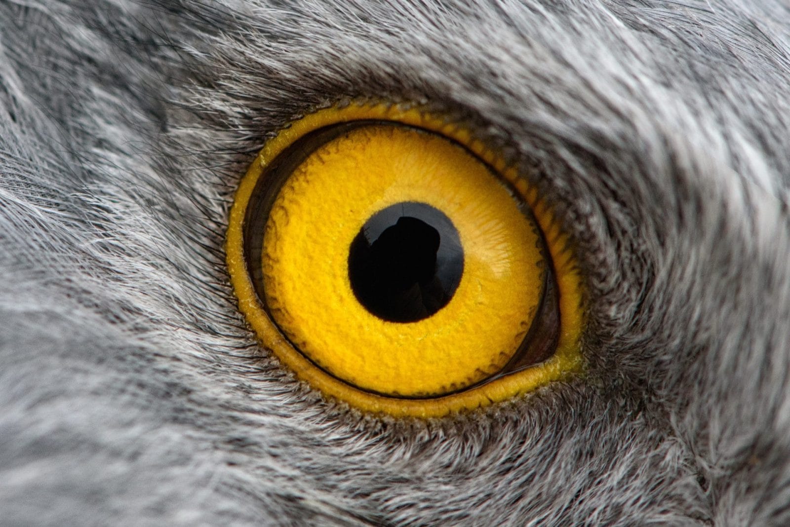 Animal Eyes