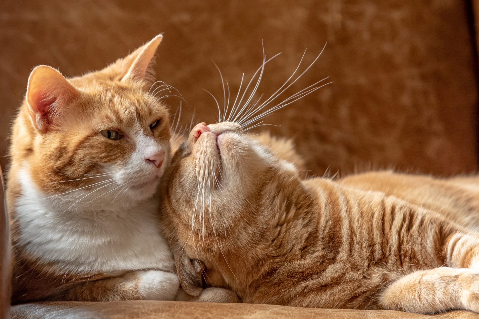 Sibling Squabble! TikToker Shares the Reality of Having “Girl Cats ...