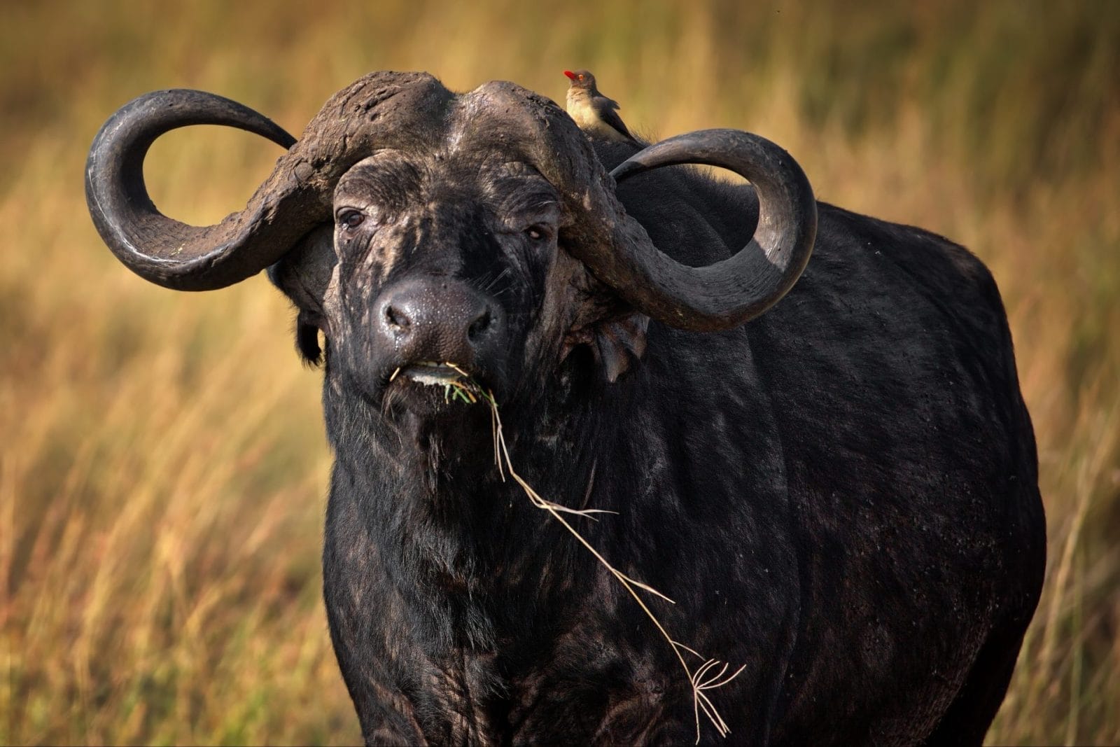 Satellite Technology and AI Revolutionize Cattle and Buffalo Tracking ...