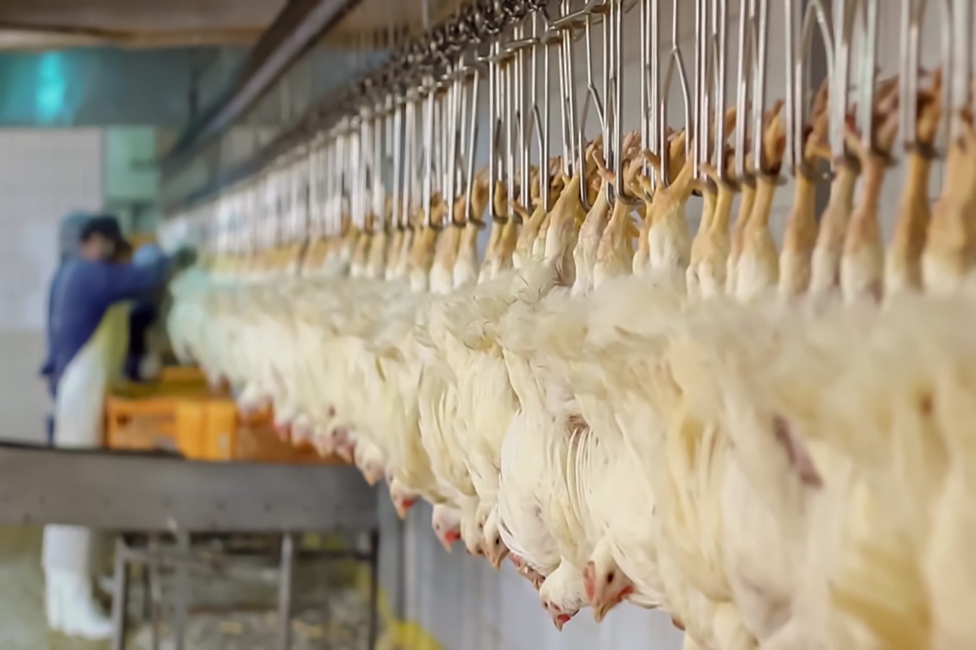 Weekly Top Animal and Video News: Utah Becomes Largest No-Kill State in ...
