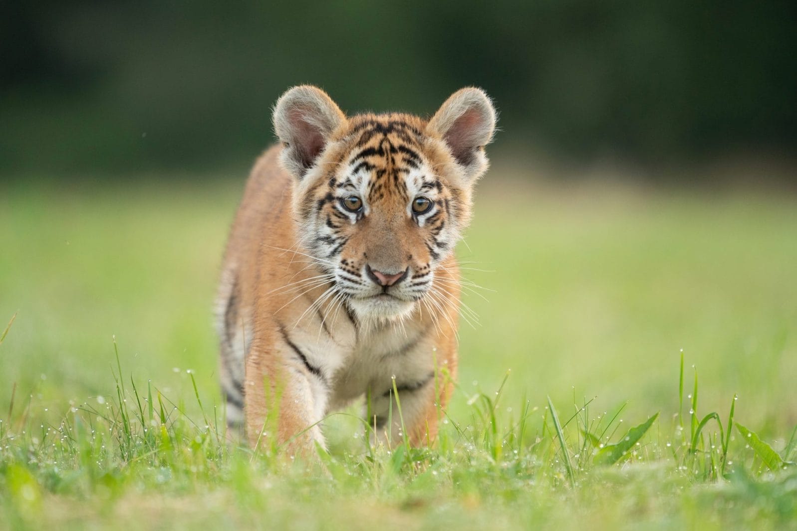 Baby Bengal Tiger