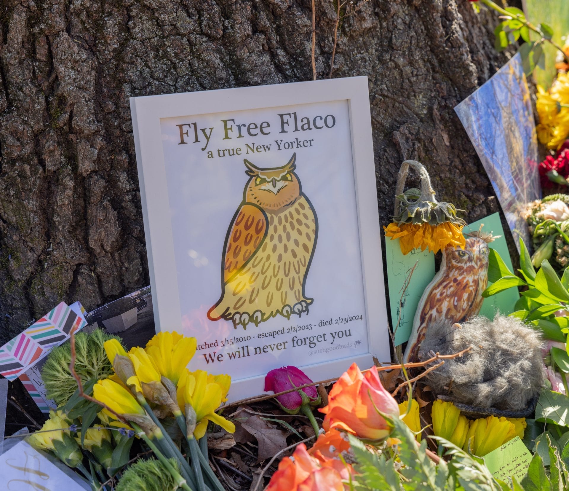 Daily Top News: New Yorkers Get Flaco the Owl Tattoos, Horses Run Loose ...