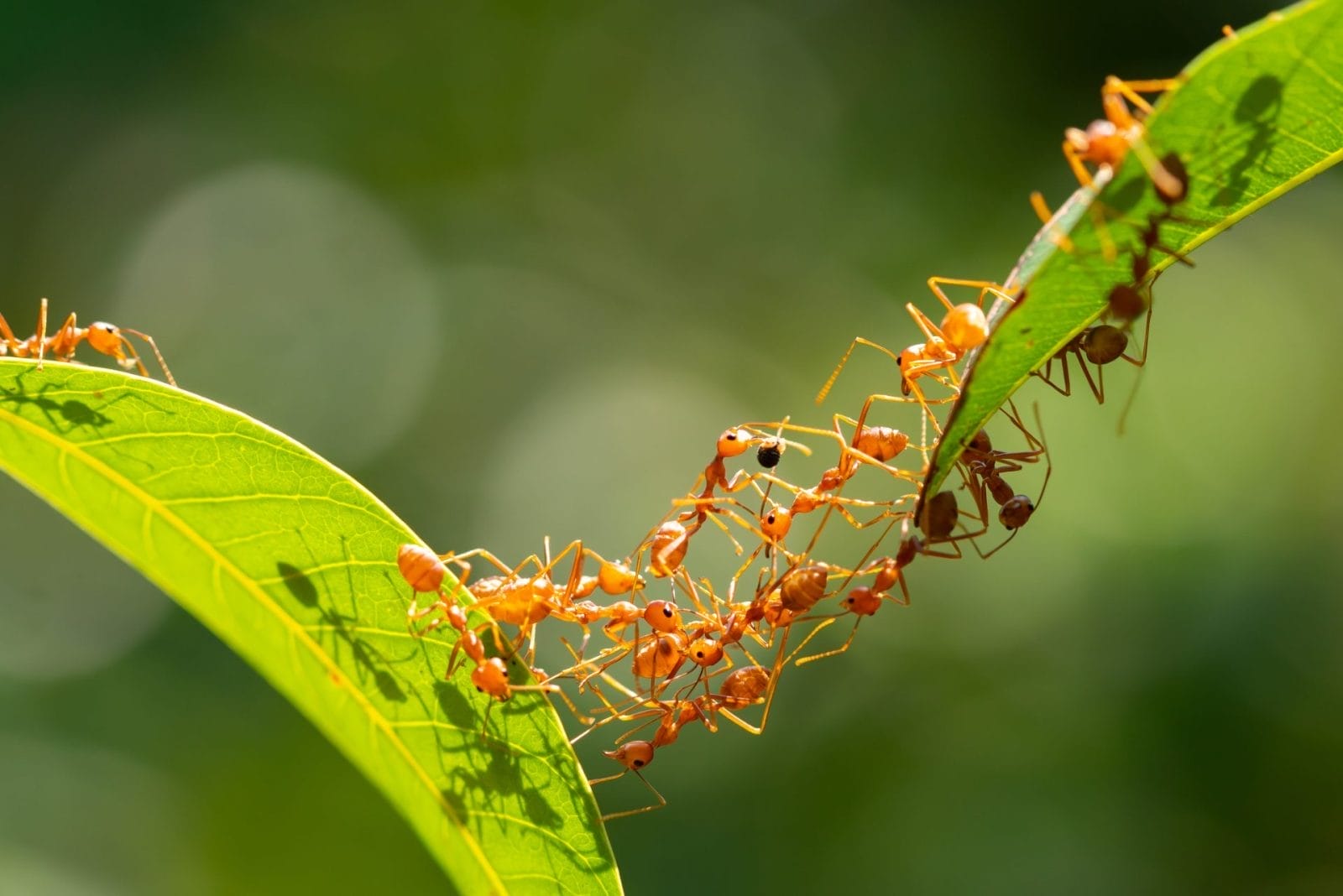 Study Shows That Ants Carry Out Life-Saving Amputations – One Green Planet
