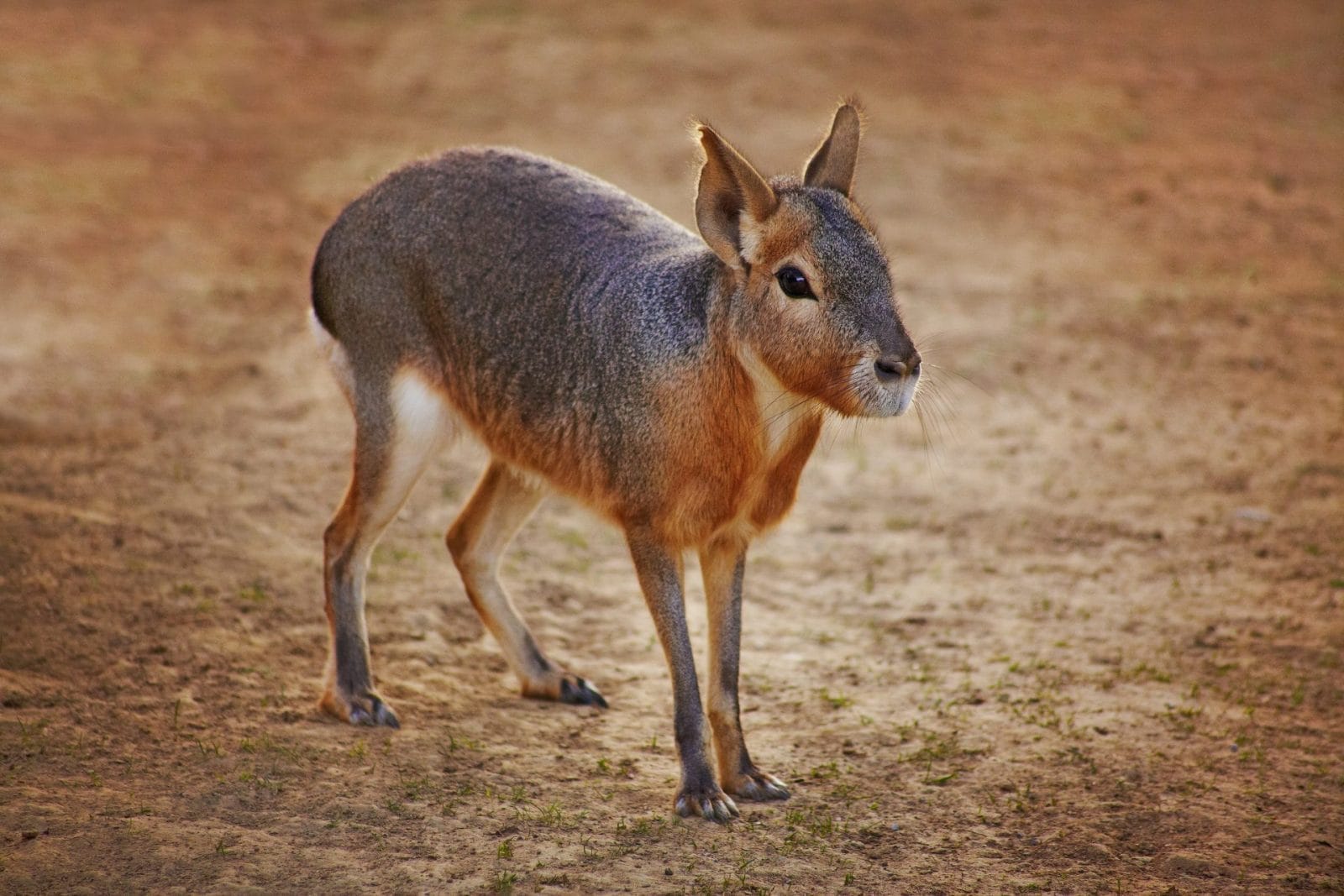 Meet the Patagonian Mara: One of the Cutest Rodents on Earth! – New and ...