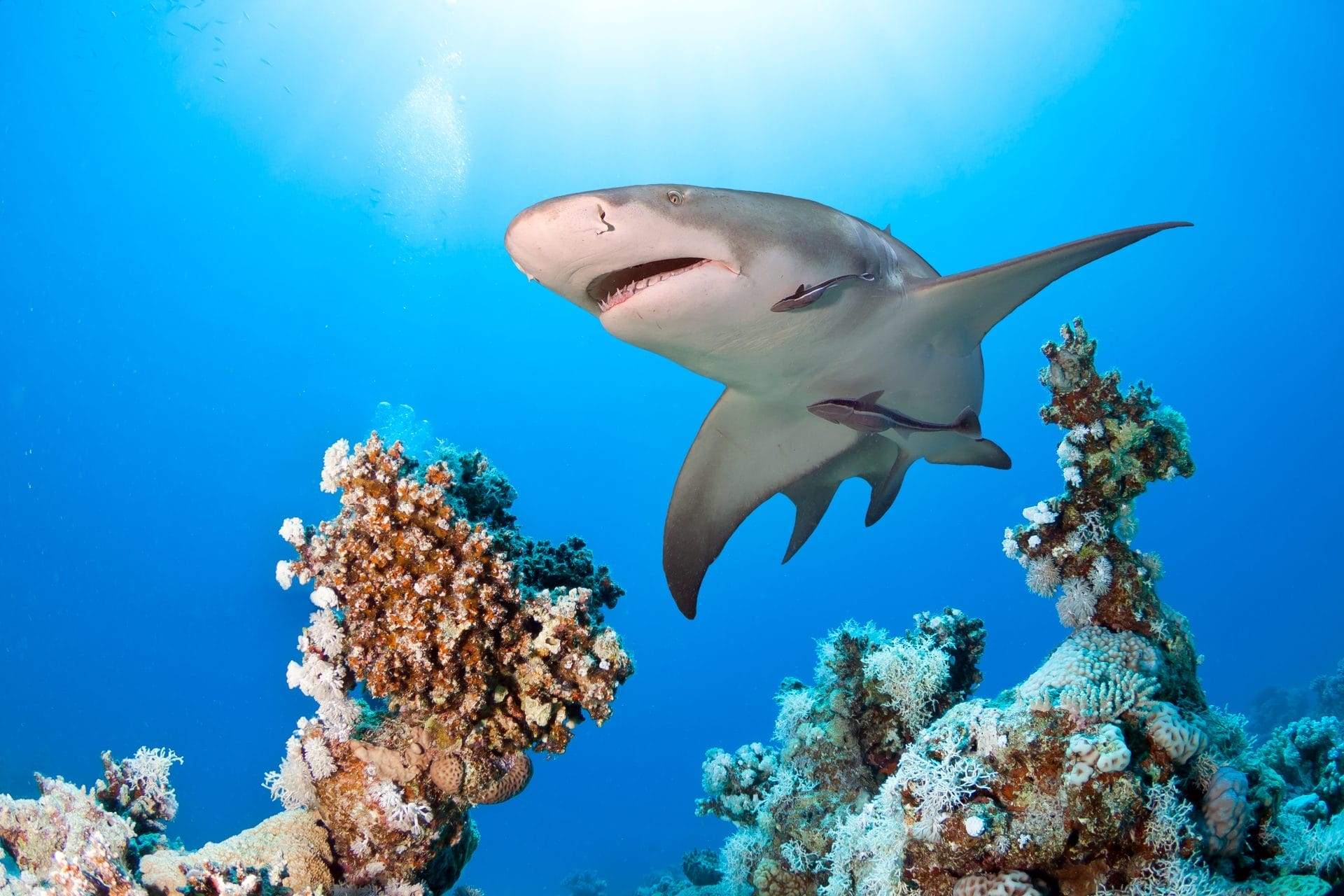 Coral Reef Sharks