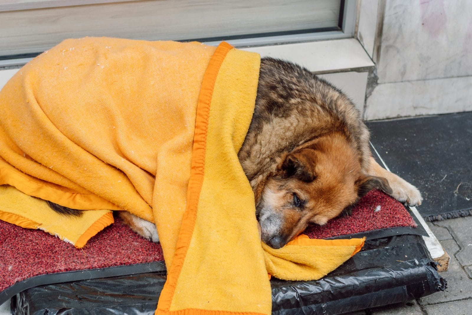 Homeless People With Dogs