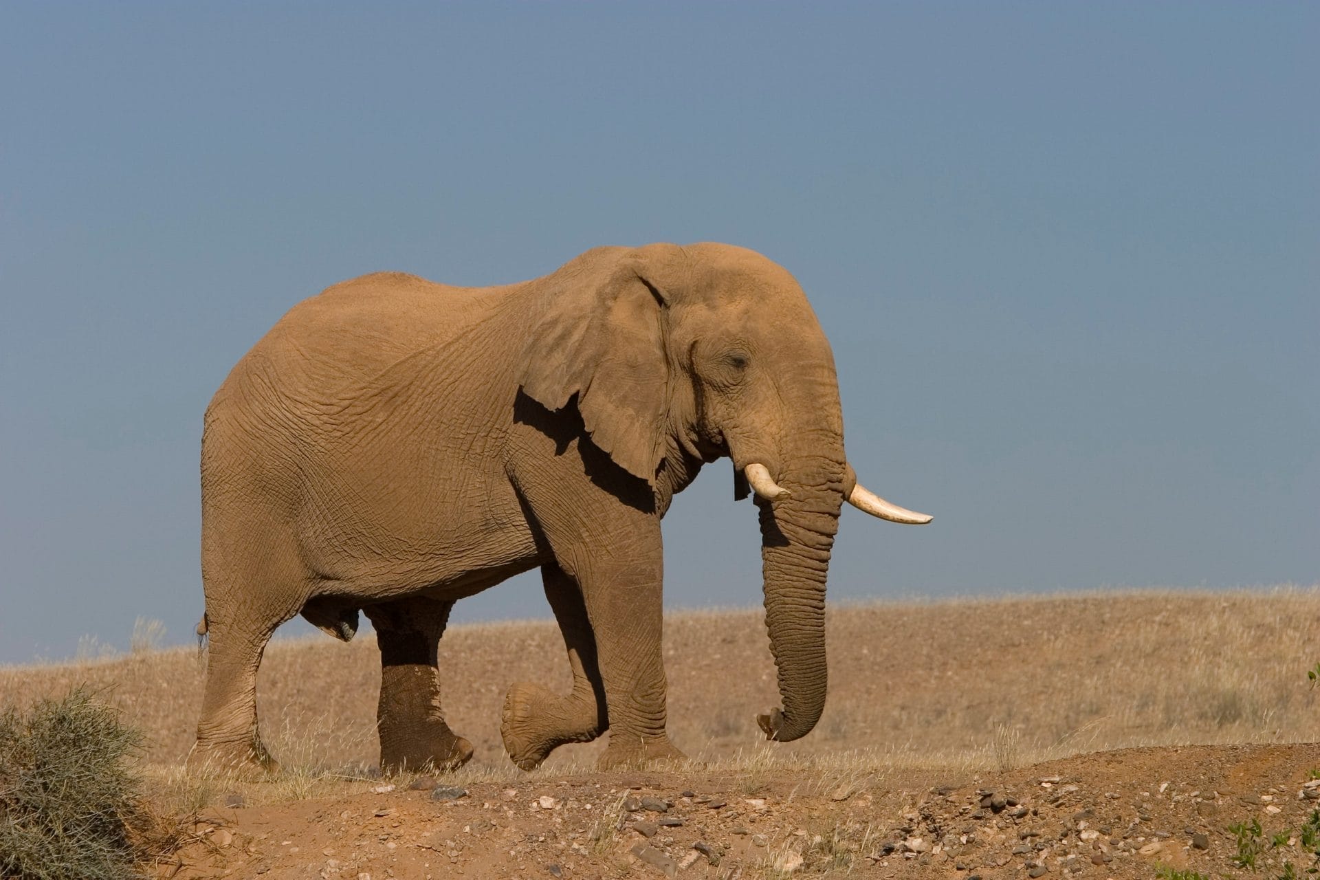 Weekly Top Animal and Video News: Namibia Plans to Cull Over 700 Wild ...