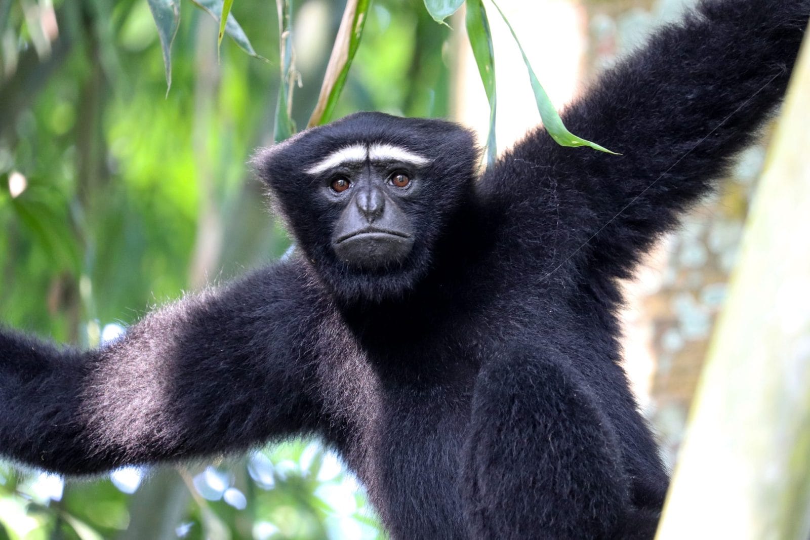 Which is the Only Ape Found in India?